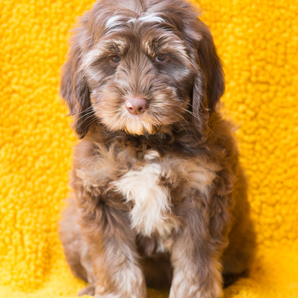 How Much Do Labradoodle Puppies Cost